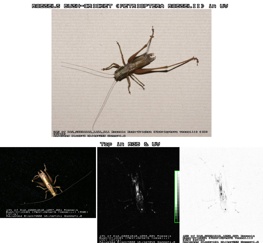 Images in Ultraviolet (UV) Light